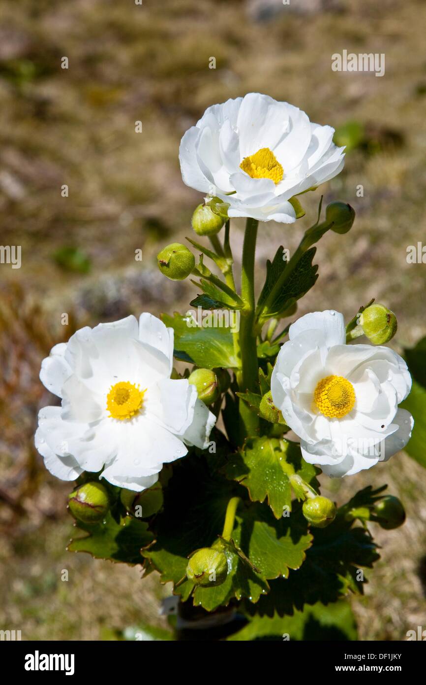Buttercup lily flower mountain hi-res stock photography and images - Alamy