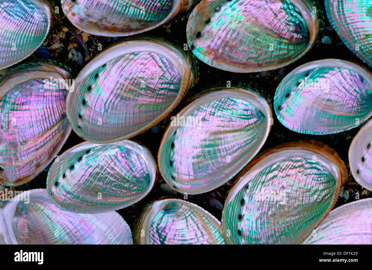 Abalone underwater hi-res stock photography and images - Alamy