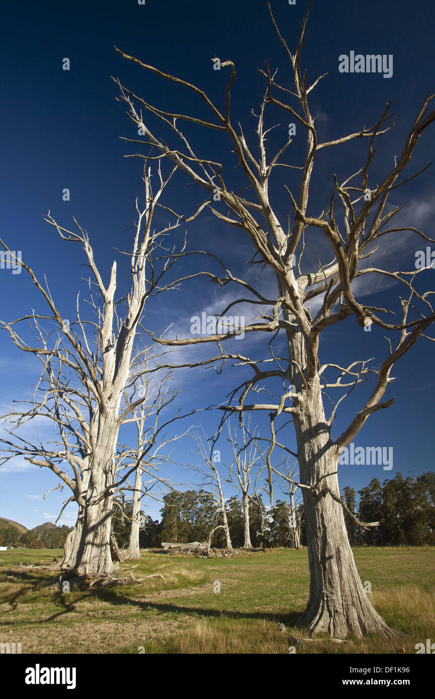 Amberley new zealand hi-res stock photography and images - Alamy
