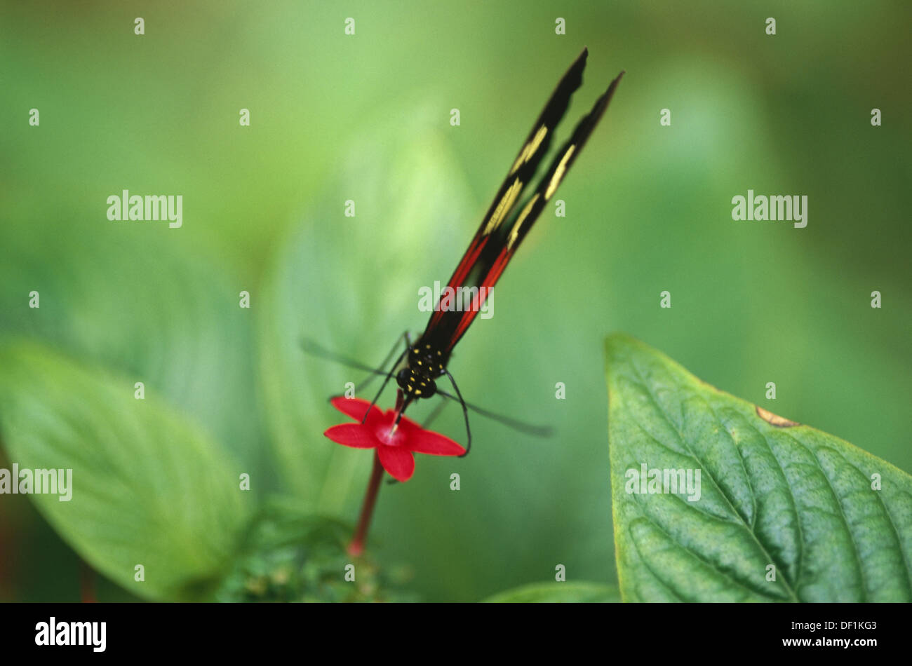 Numata butterfly High Resolution Stock Photography and Images - Alamy