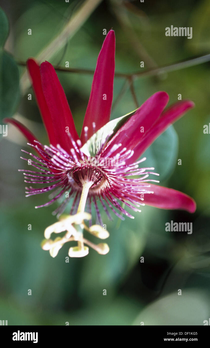 Passiflora sp hi-res stock photography and images - Alamy