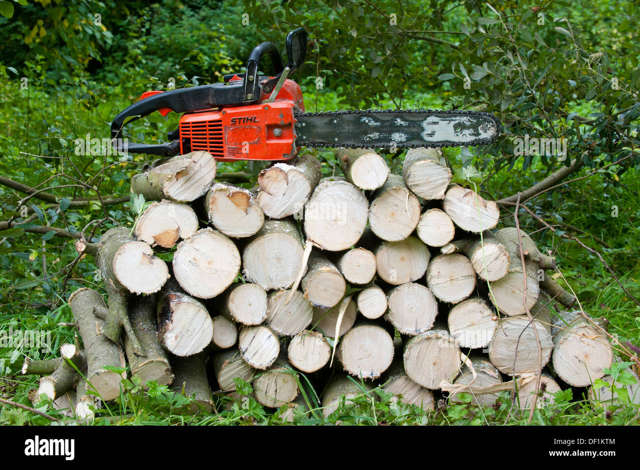 Chainsaw on cut log hi-res stock photography and images - Alamy