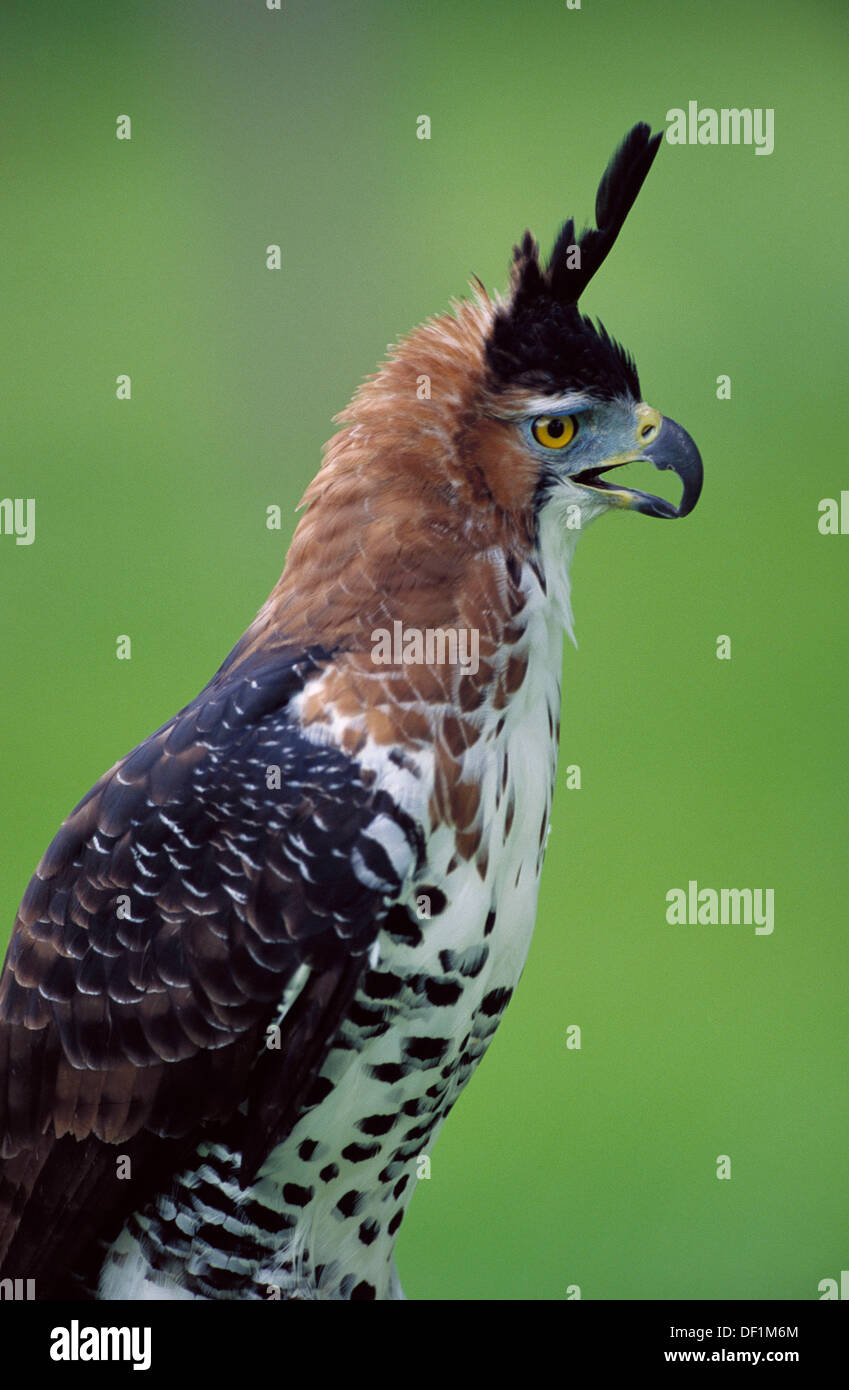 Ornate eagle hawk hi-res stock photography and images - Alamy