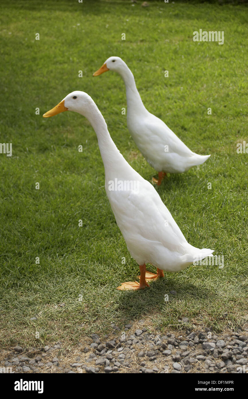 With two ducks hi-res stock photography and images - Alamy