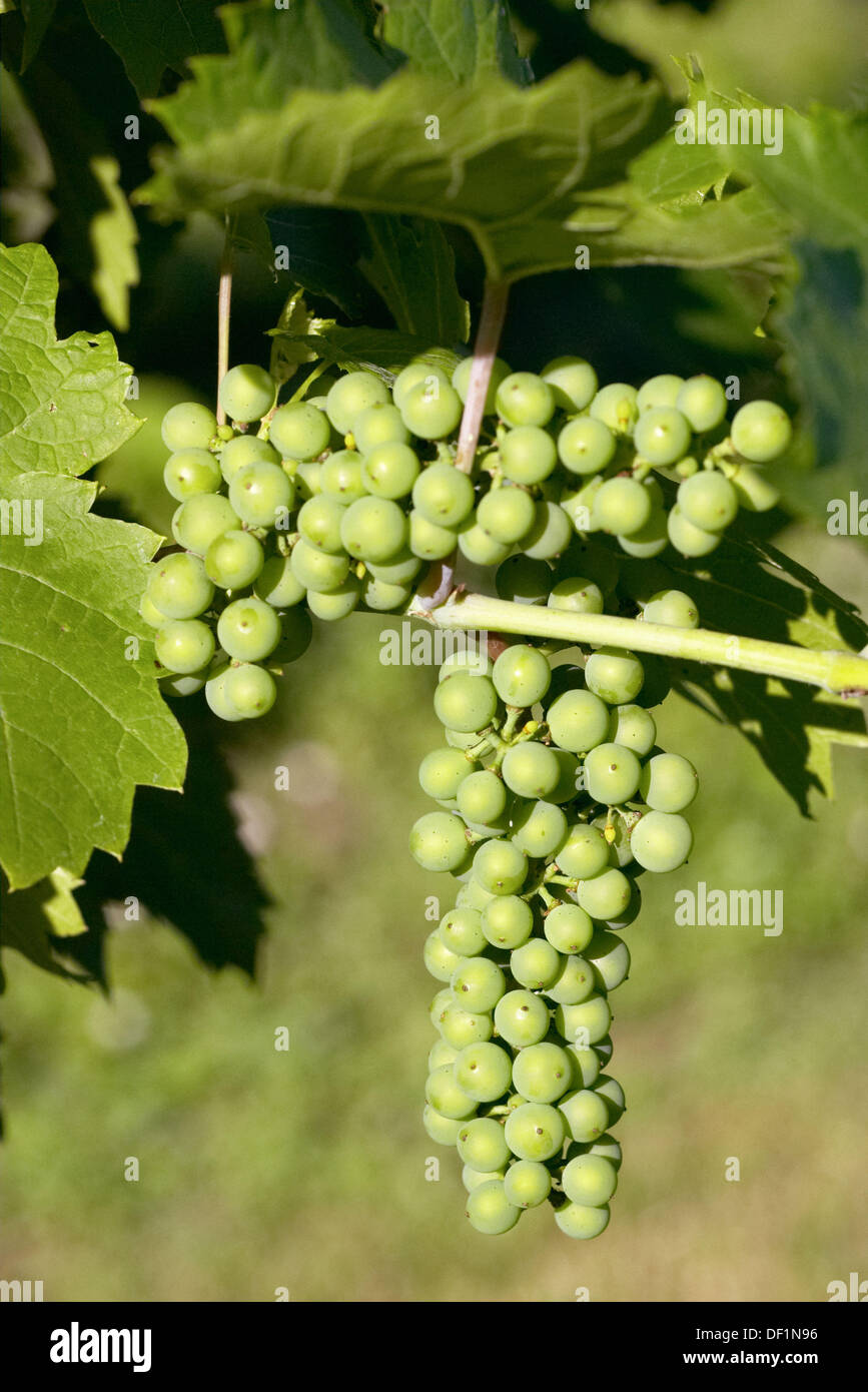 Long vine hi-res stock photography and images - Alamy