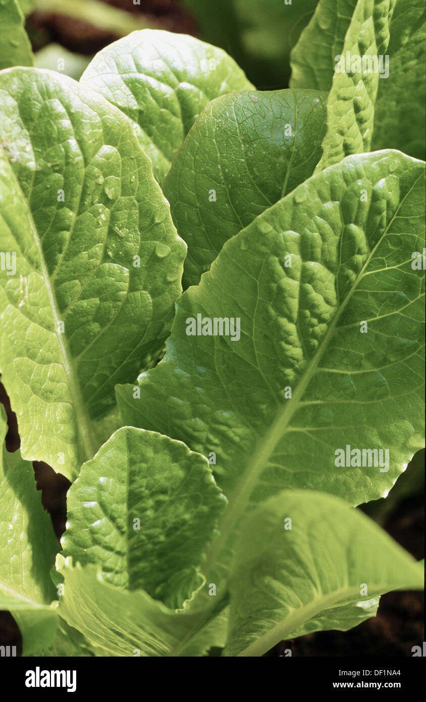 Organic romaine lettuce leaves Stock Photo - Alamy