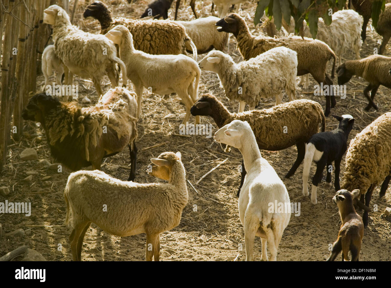Fenced sheep hi-res stock photography and images - Alamy