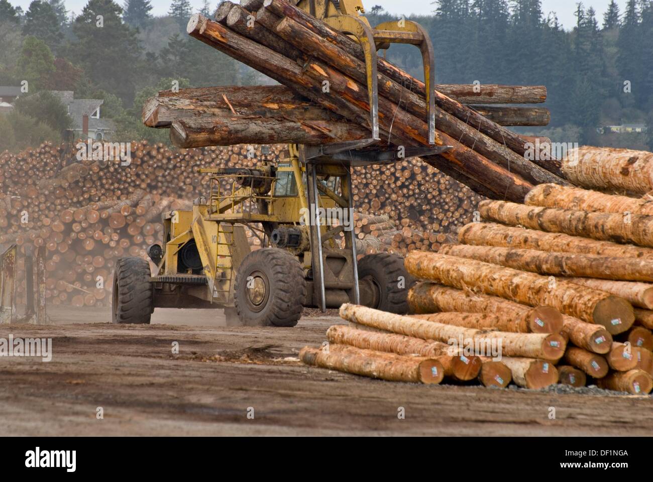 Massive Conifer High Resolution Stock Photography and Images - Alamy