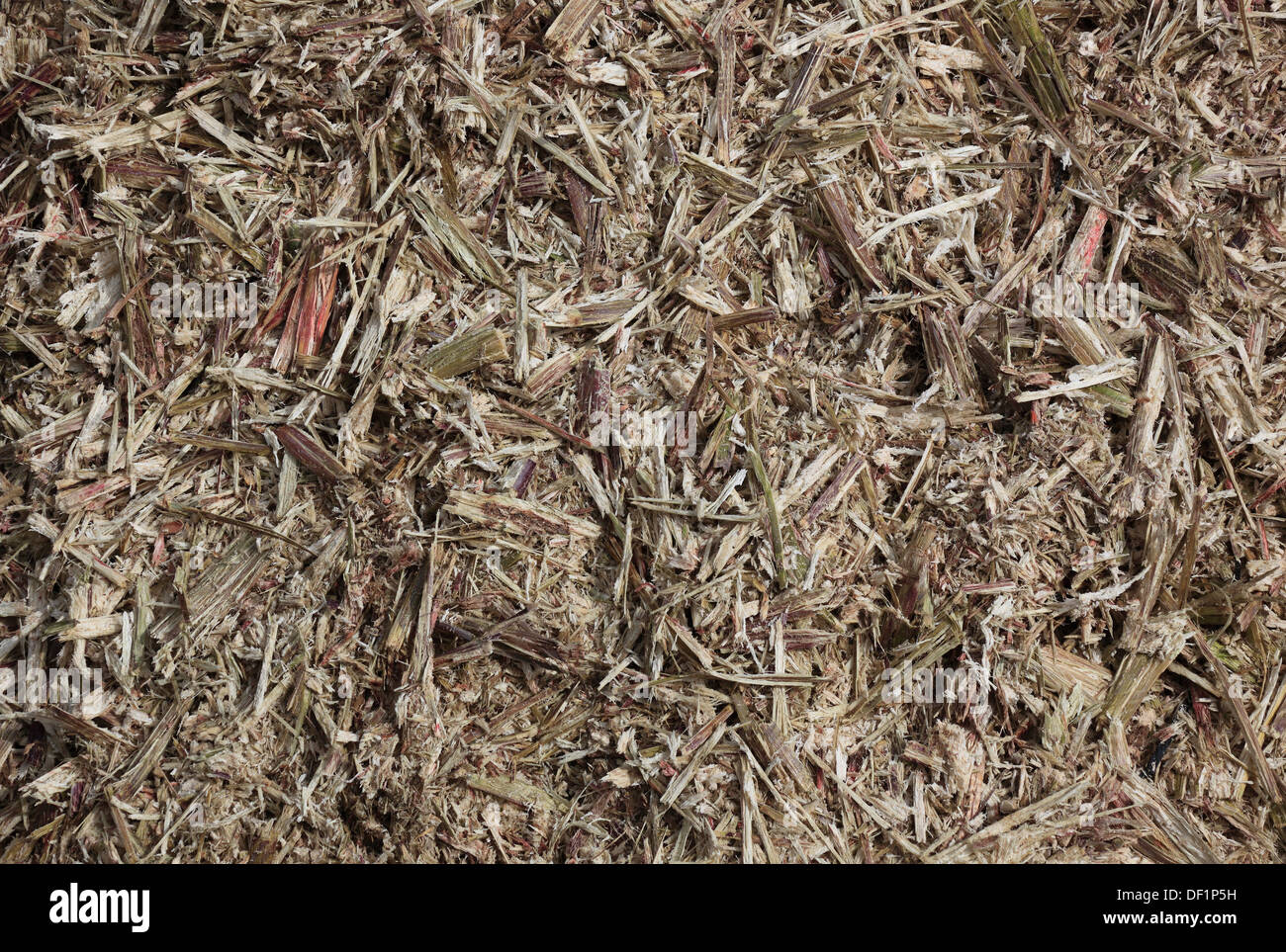 Bagasse hi-res stock photography and images - Alamy