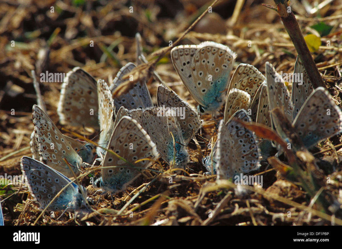 Wood butterflies hi-res stock photography and images - Alamy