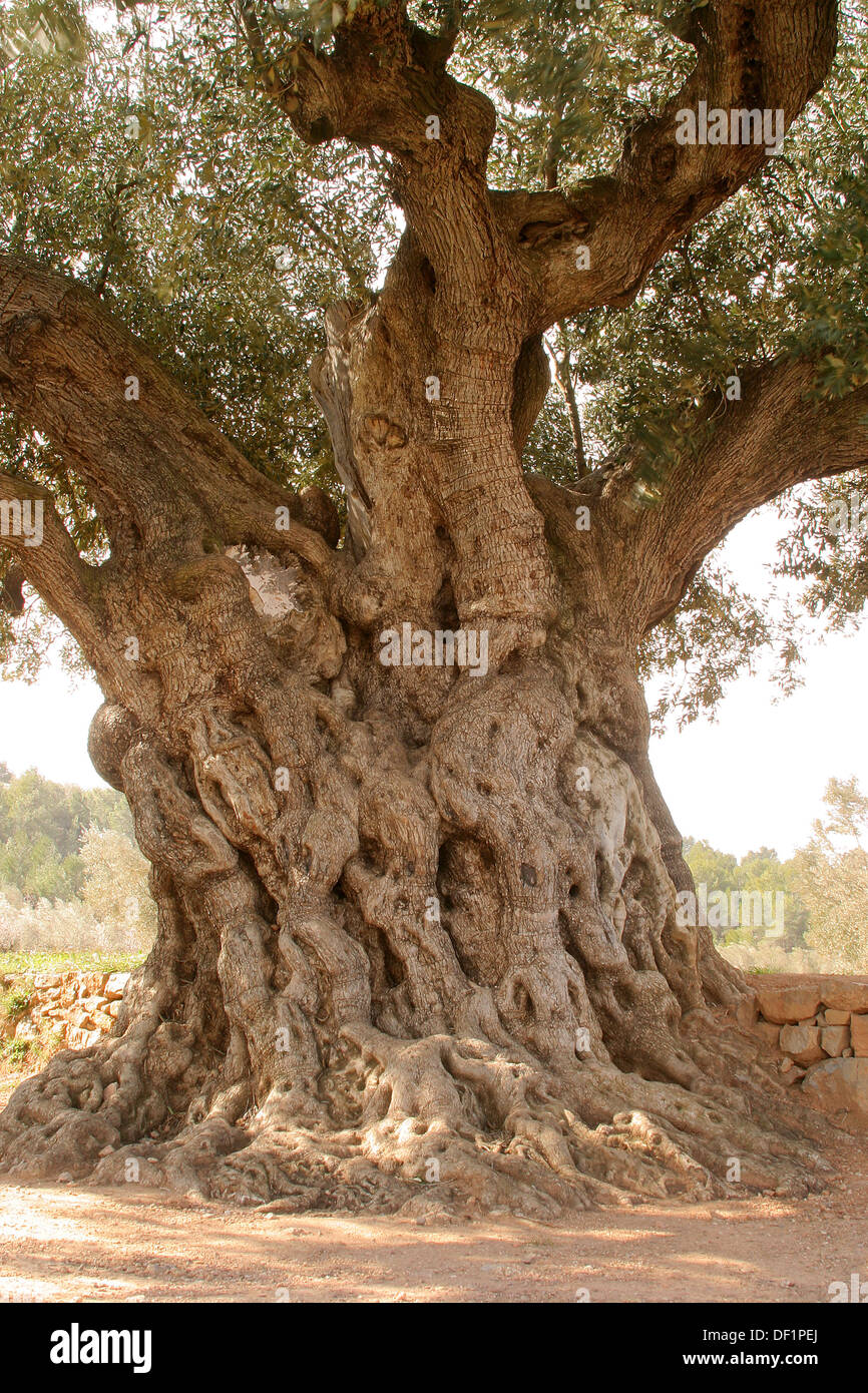 Morruda hi-res stock photography and images - Alamy