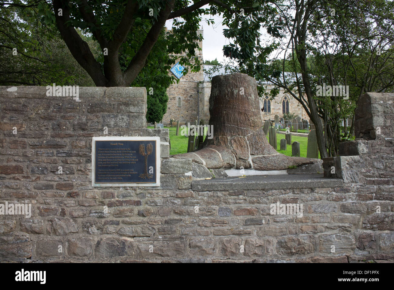 Fossil Tree Stump of the Sigillarai species of Tree in the Village of ...