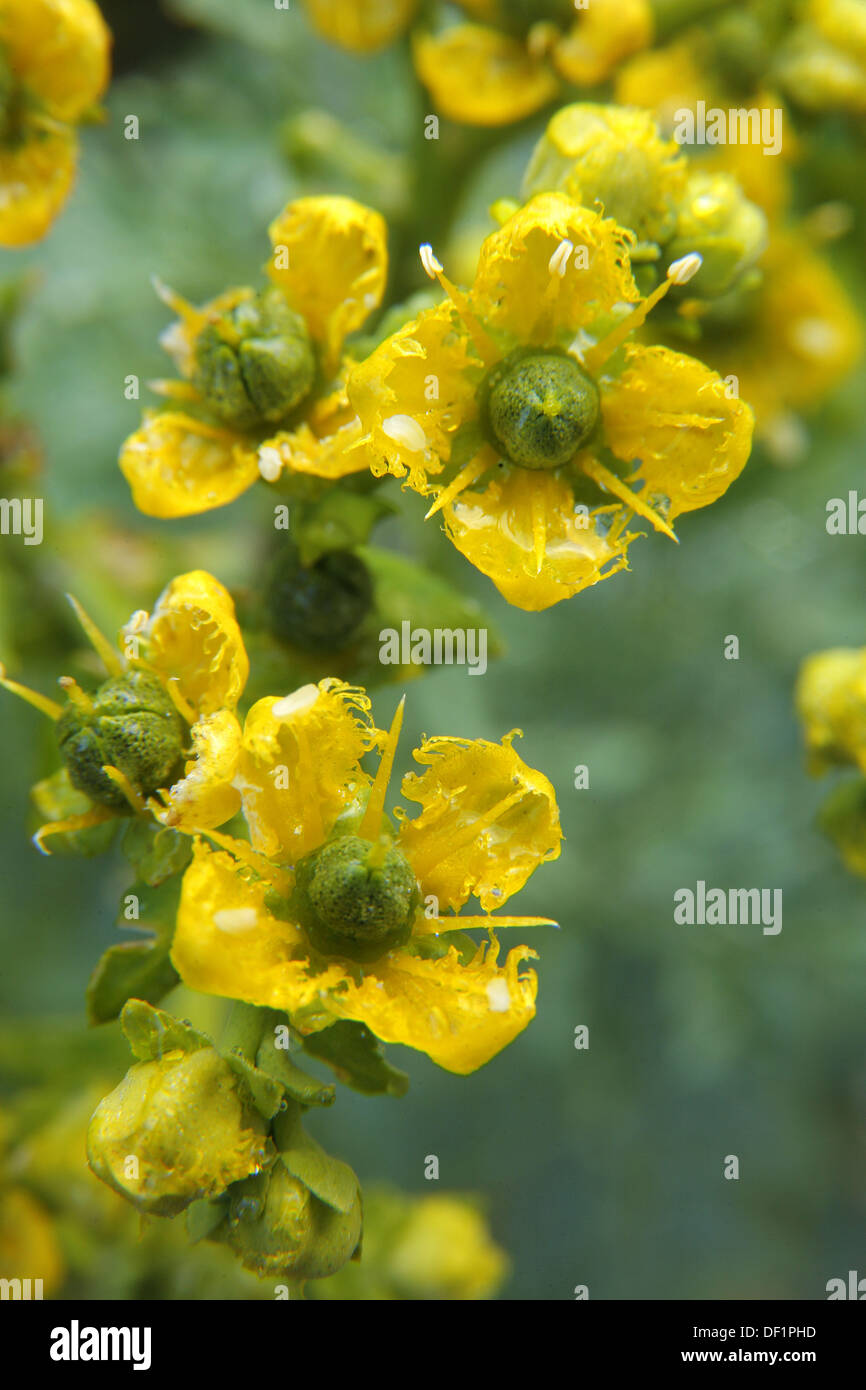 Narrow leaved fringed rue ruta angustifolia hi-res stock photography ...