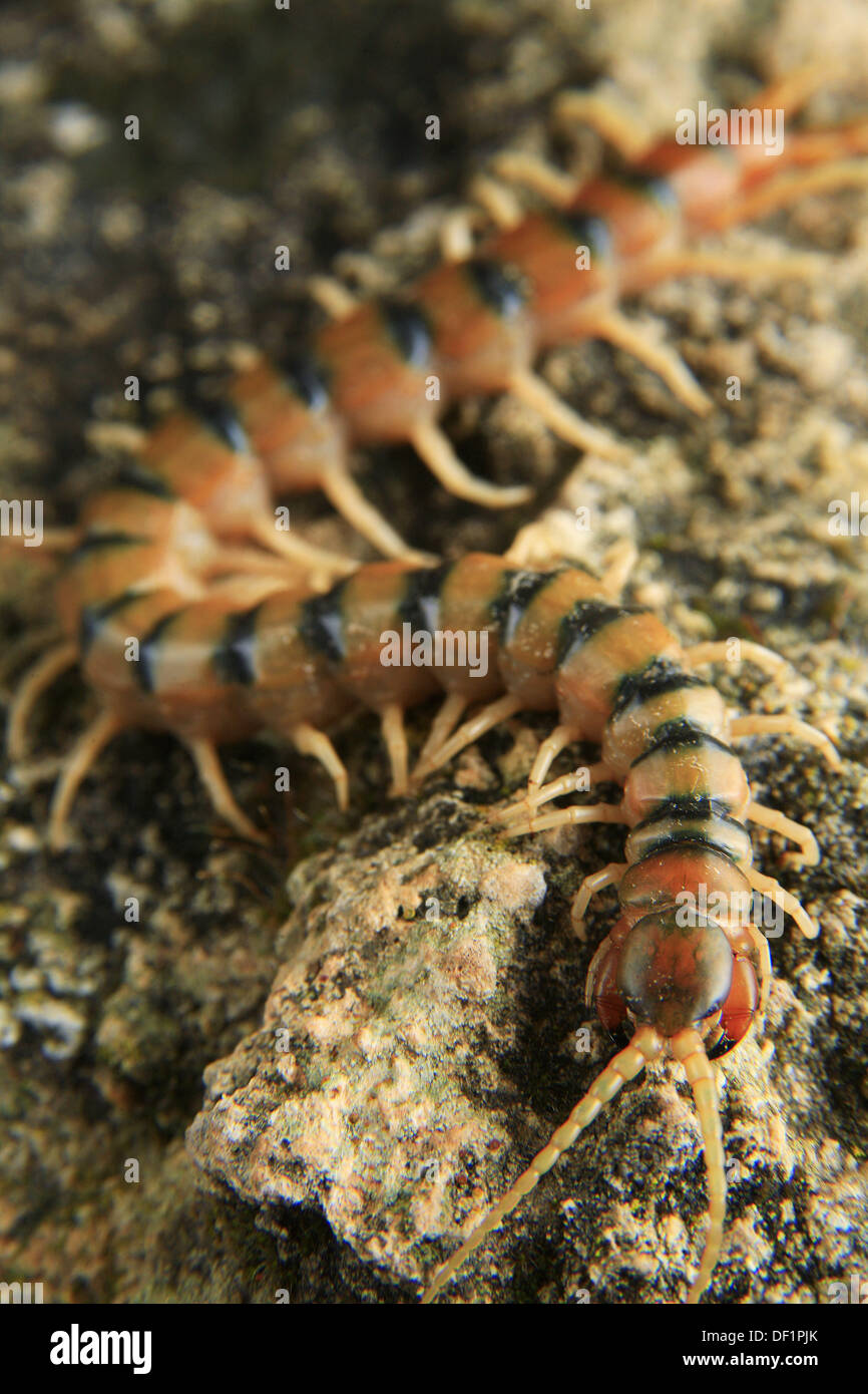 The centipede hi-res stock photography and images - Alamy