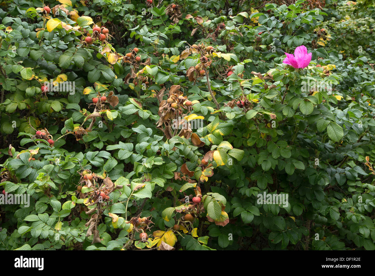 Rose bushes hi-res stock photography and images - Alamy