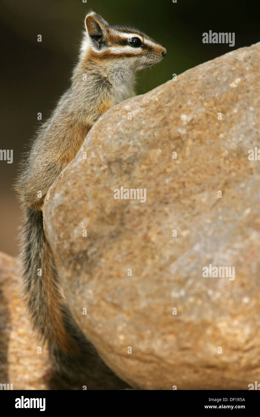 Chipmunk tamis animal hi-res stock photography and images - Alamy