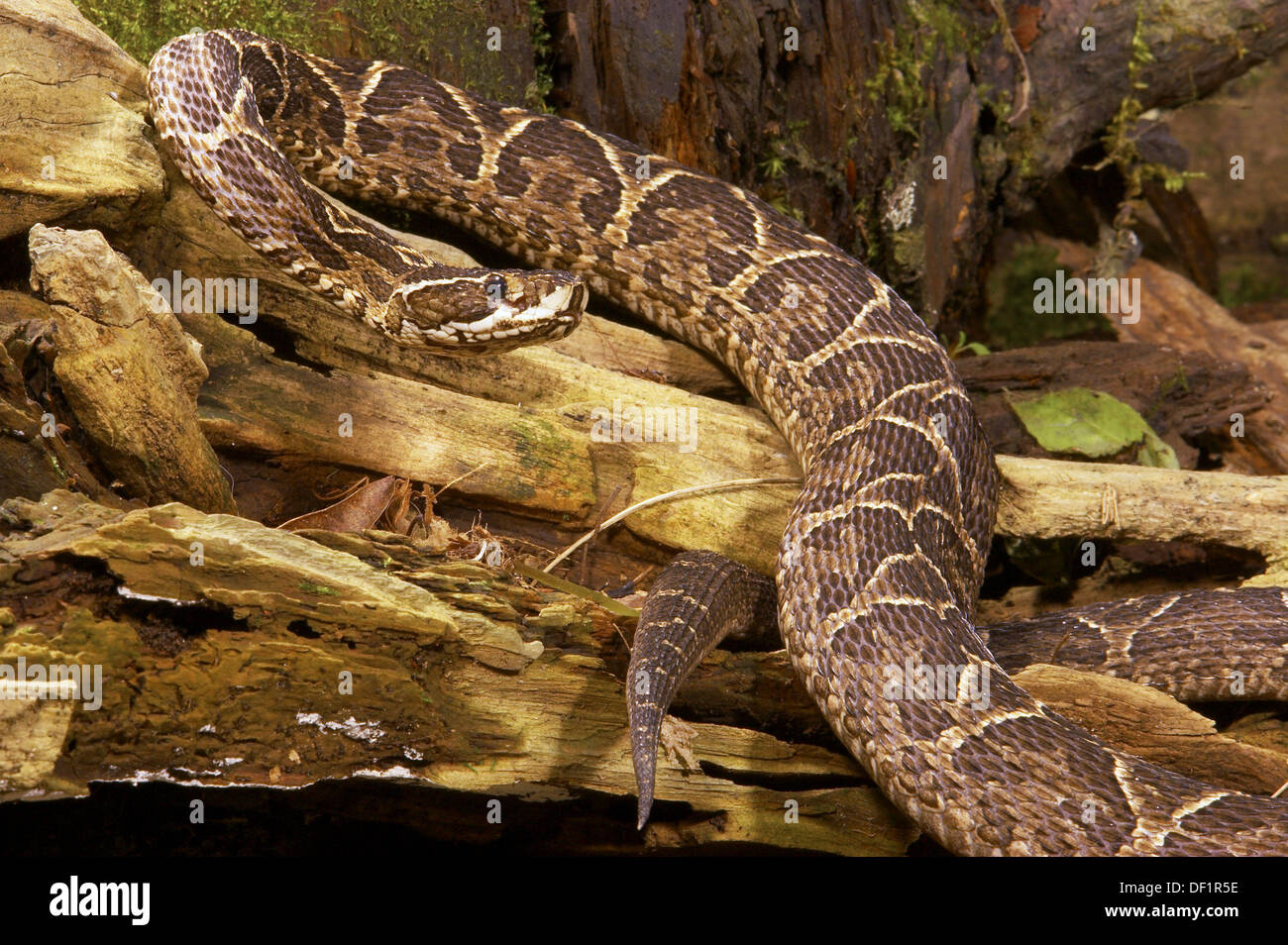 Urutu hi-res stock photography and images - Alamy