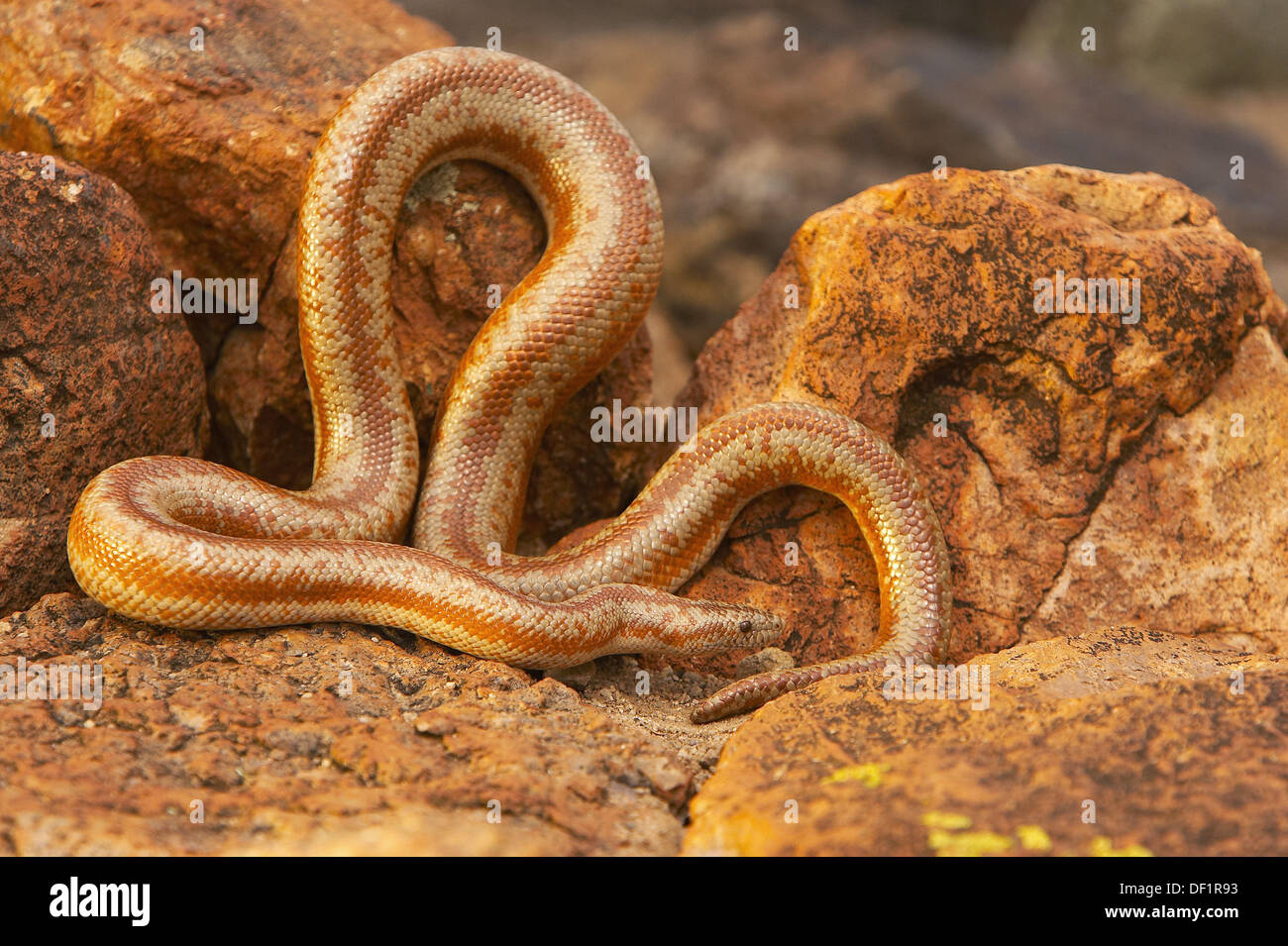 Desert rosy boa hi-res stock photography and images - Alamy