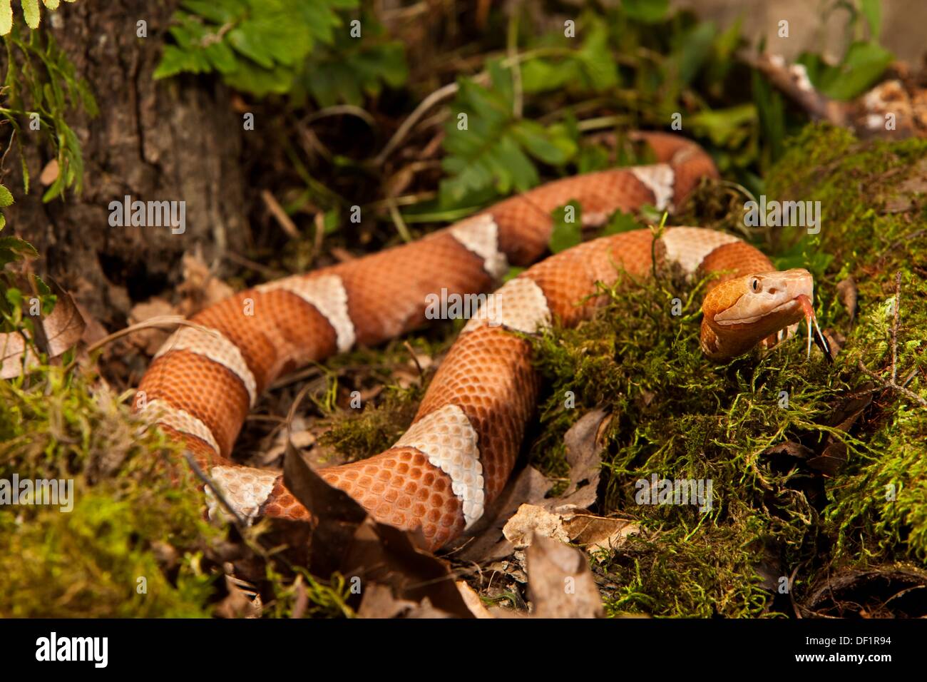 Broad banded copperhead snake hi-res stock photography and images - Alamy