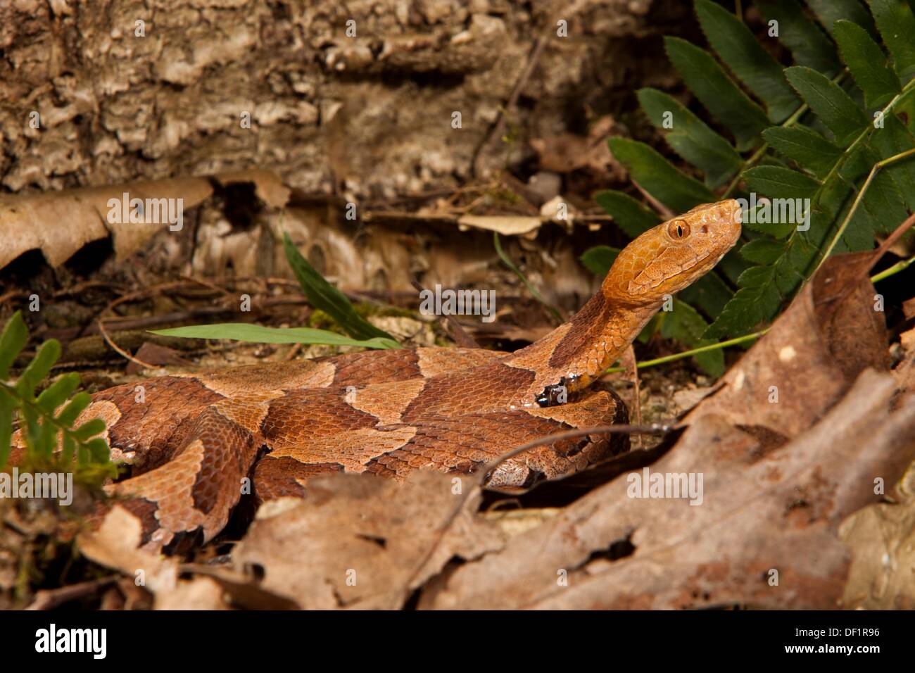 Northern Copperhead Snake High Resolution Stock Photography and Images ...