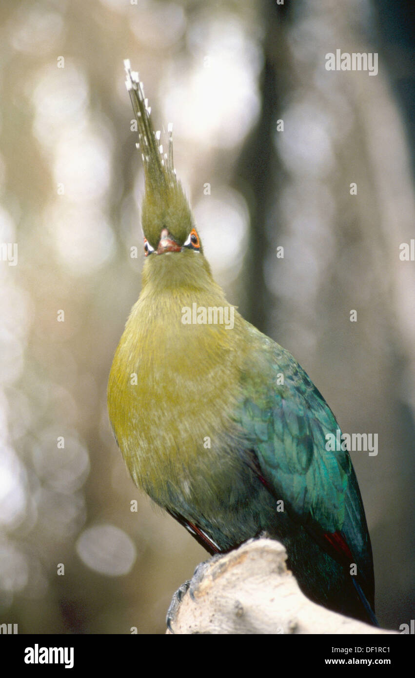 Tauraco schalowi hi-res stock photography and images - Alamy
