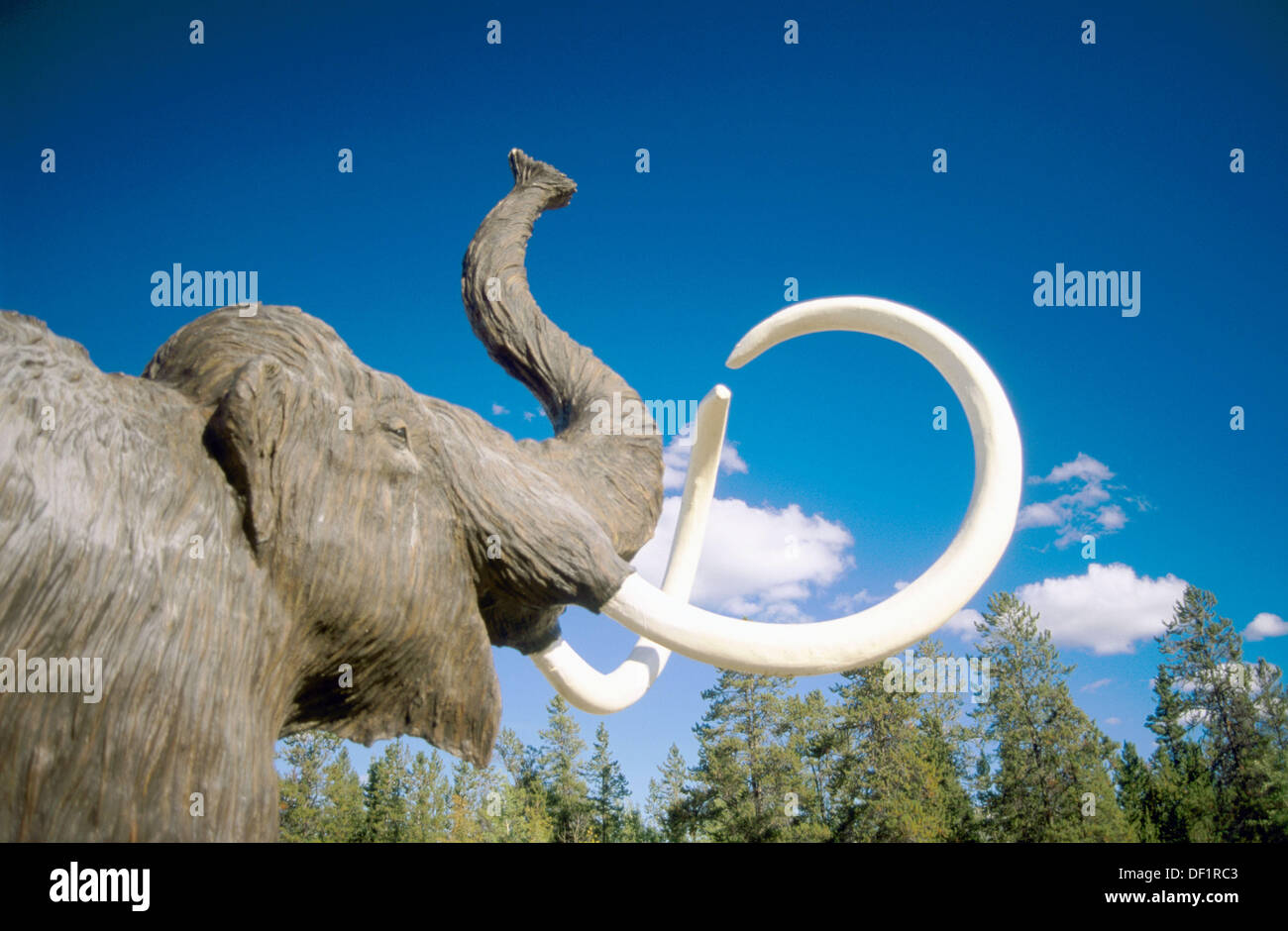 Wooly Mammoth High Resolution Stock Photography and Images - Alamy