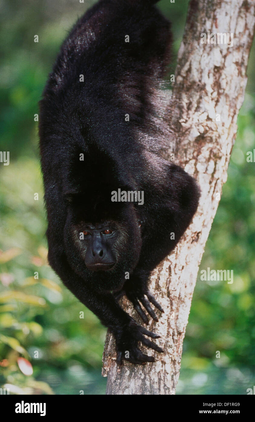 Black howler monkey belize hi-res stock photography and images - Alamy