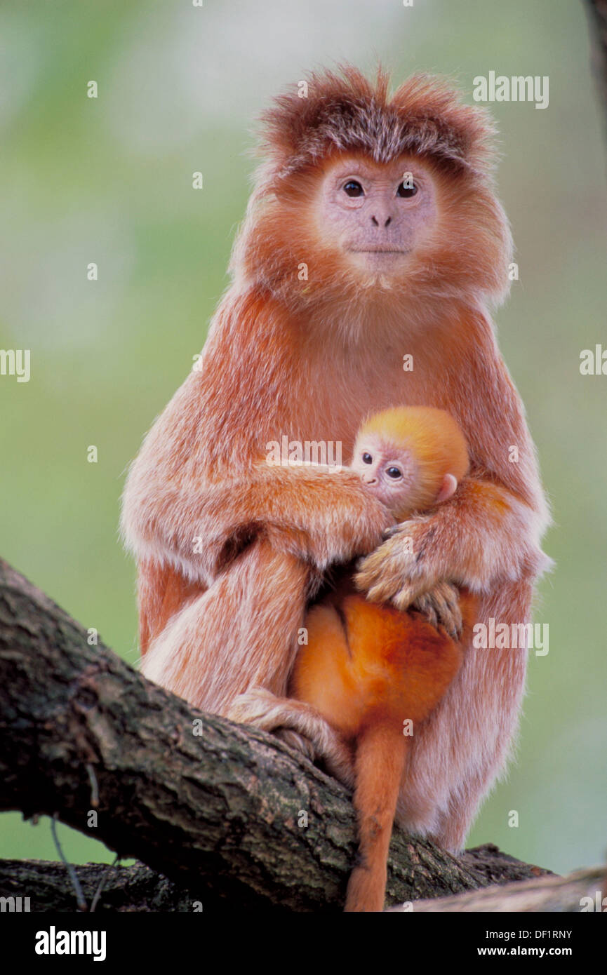 Trachypithecus auratus hi-res stock photography and images - Alamy