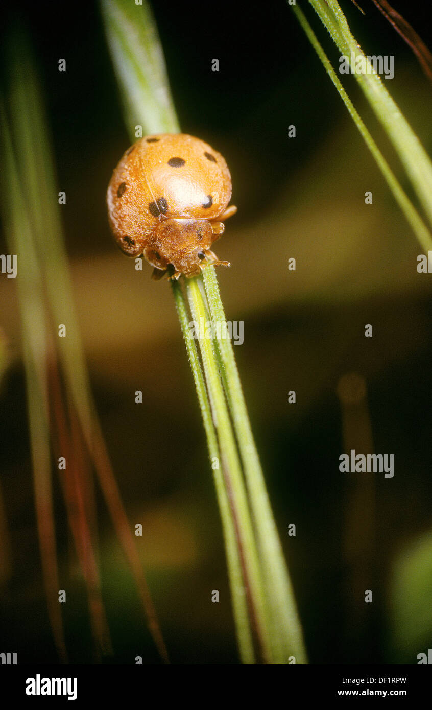 Epilachna High Resolution Stock Photography and Images - Alamy