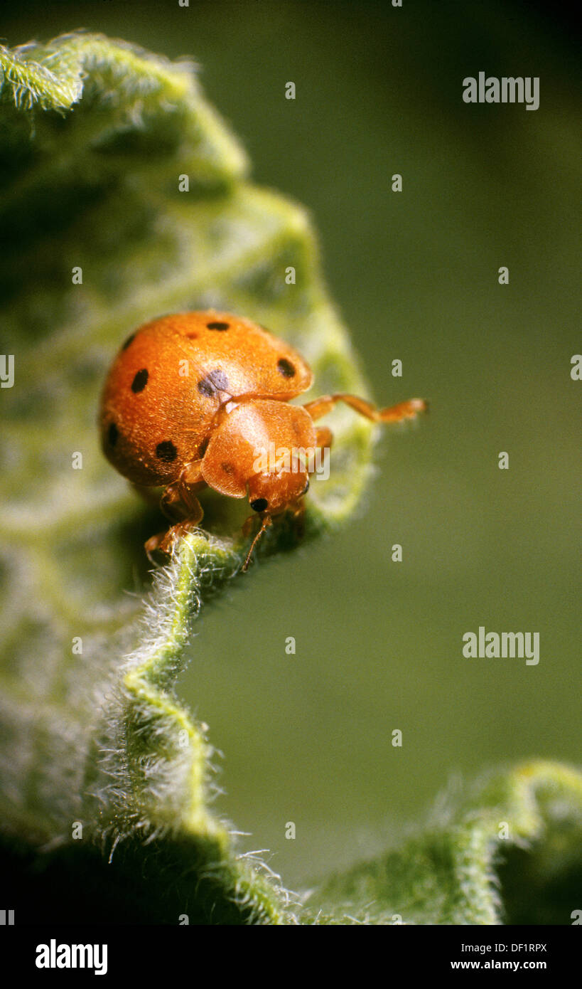 Epilachna High Resolution Stock Photography and Images - Alamy