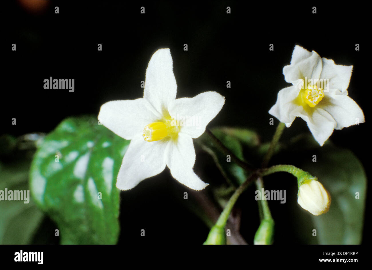 Solanum nigrum flower hi-res stock photography and images - Alamy