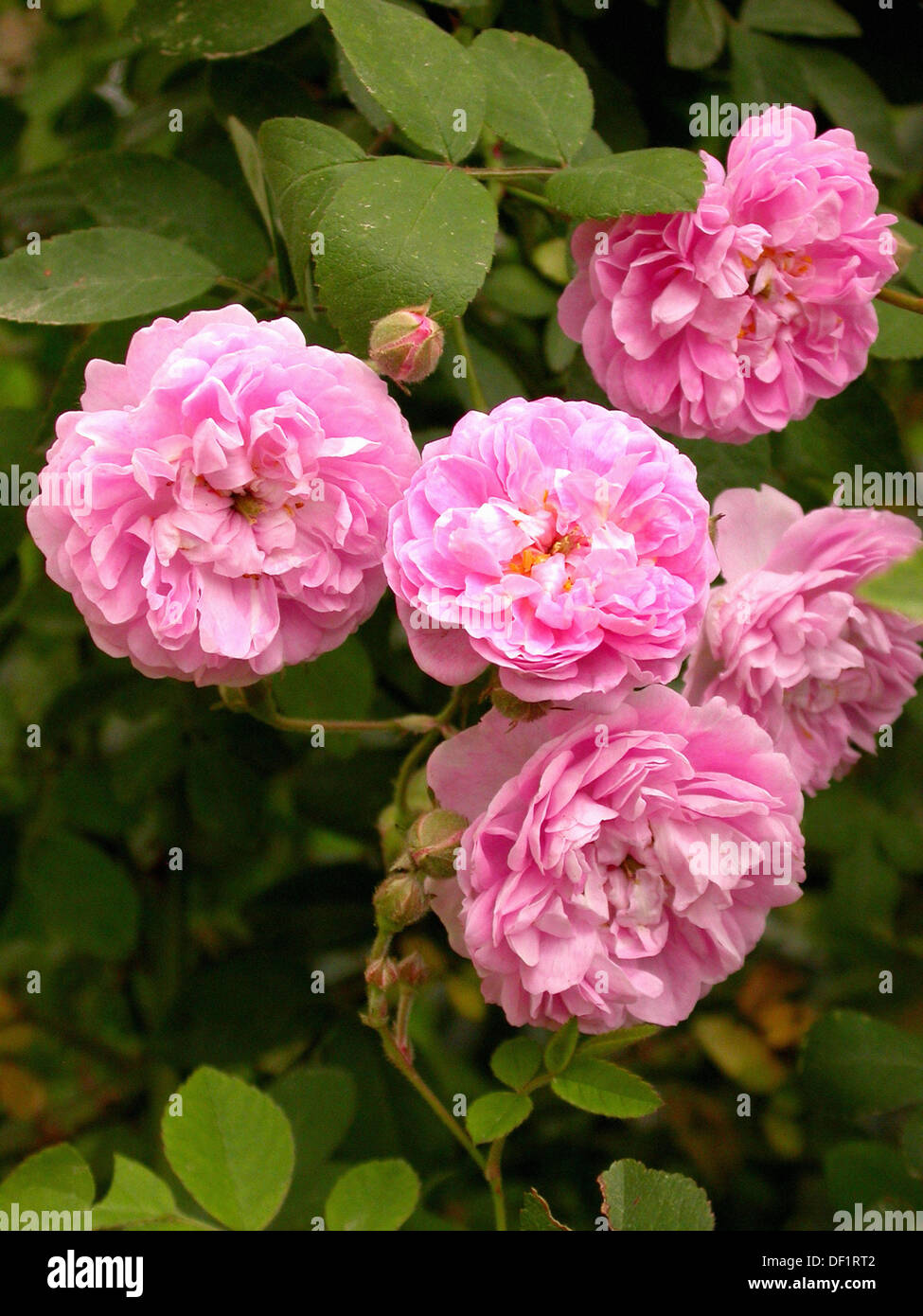 Rosa banksiae rose hi-res stock photography and images - Alamy