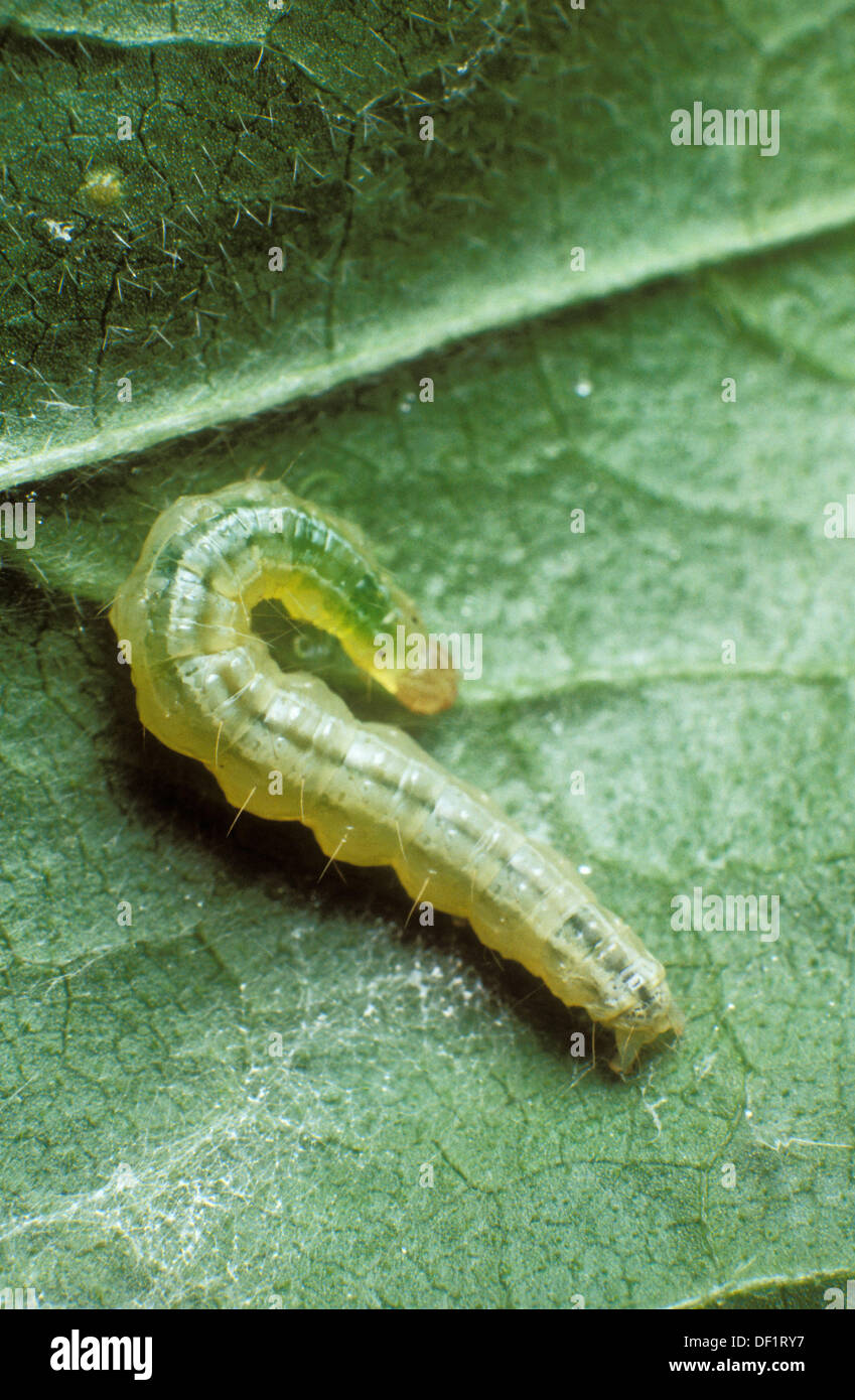 Heliothis High Resolution Stock Photography and Images - Alamy