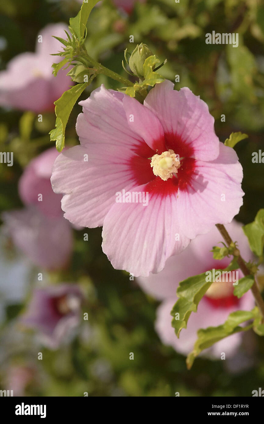 Althea Rosea Stock Photos & Althea Rosea Stock Images - Alamy