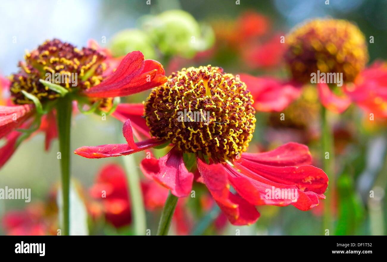 Three red Helenium autumnale flowers Stock Photo - Alamy