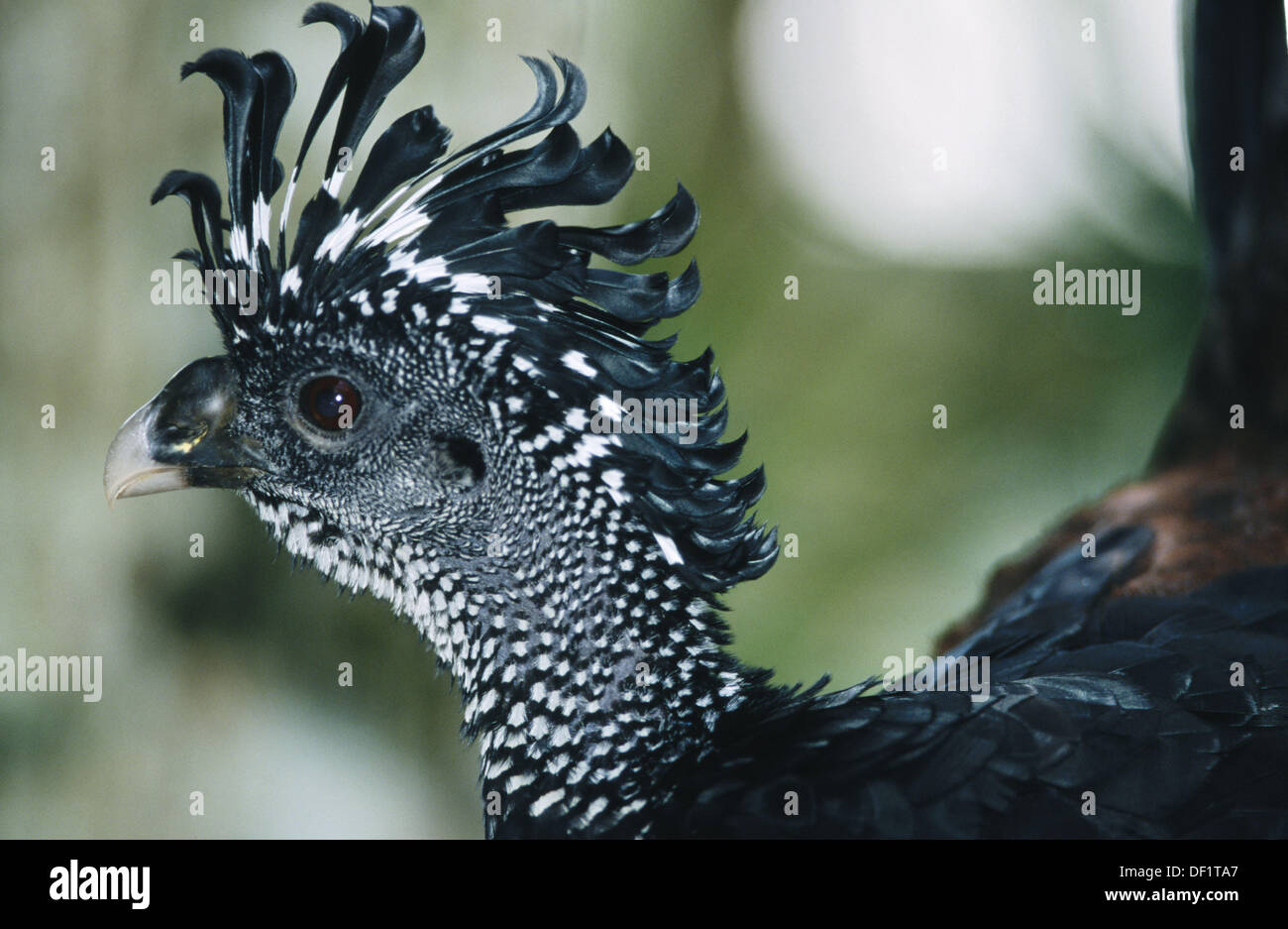 Crax hi-res stock photography and images - Alamy