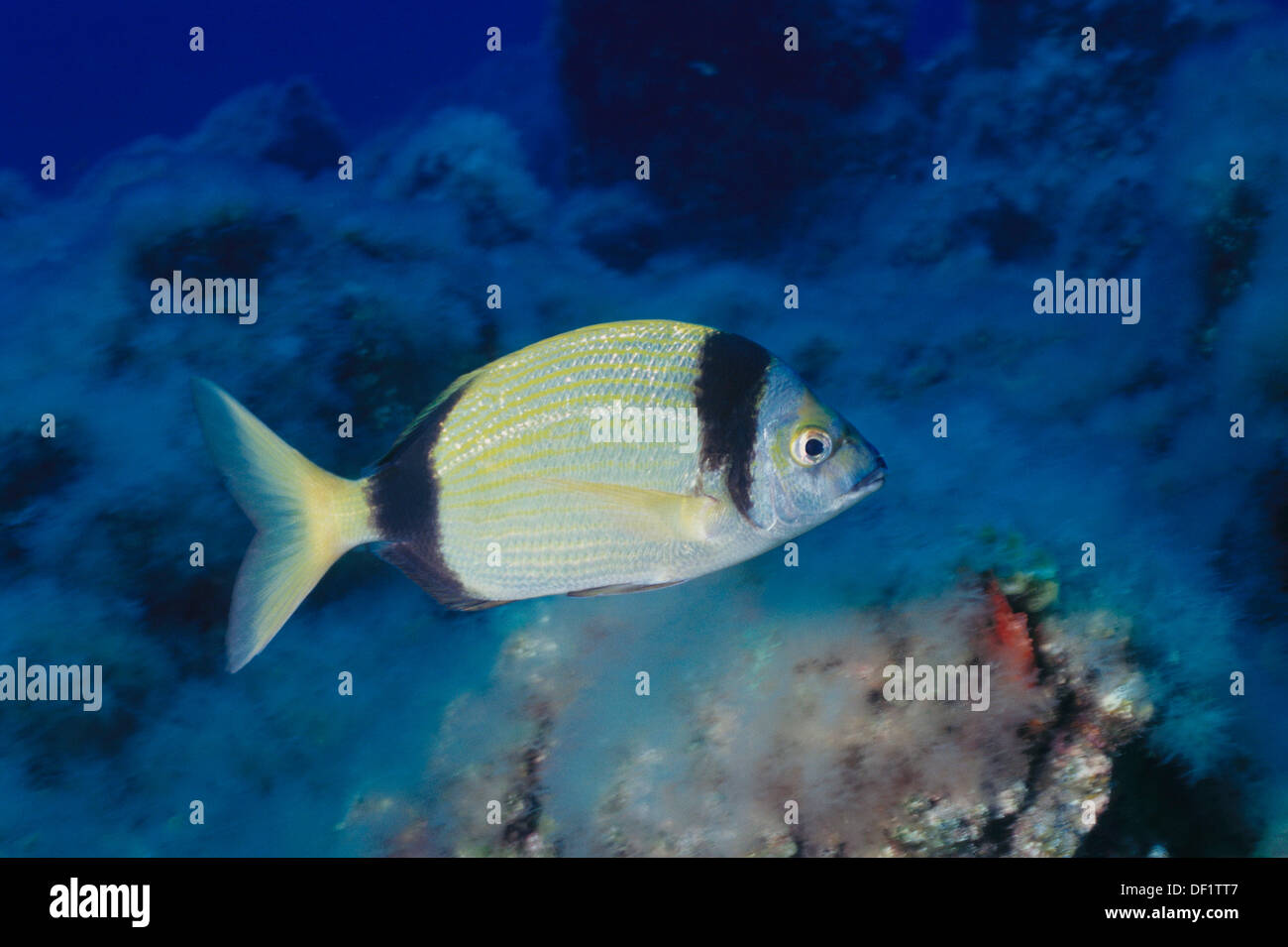 Common two banded seabream hi-res stock photography and images - Alamy