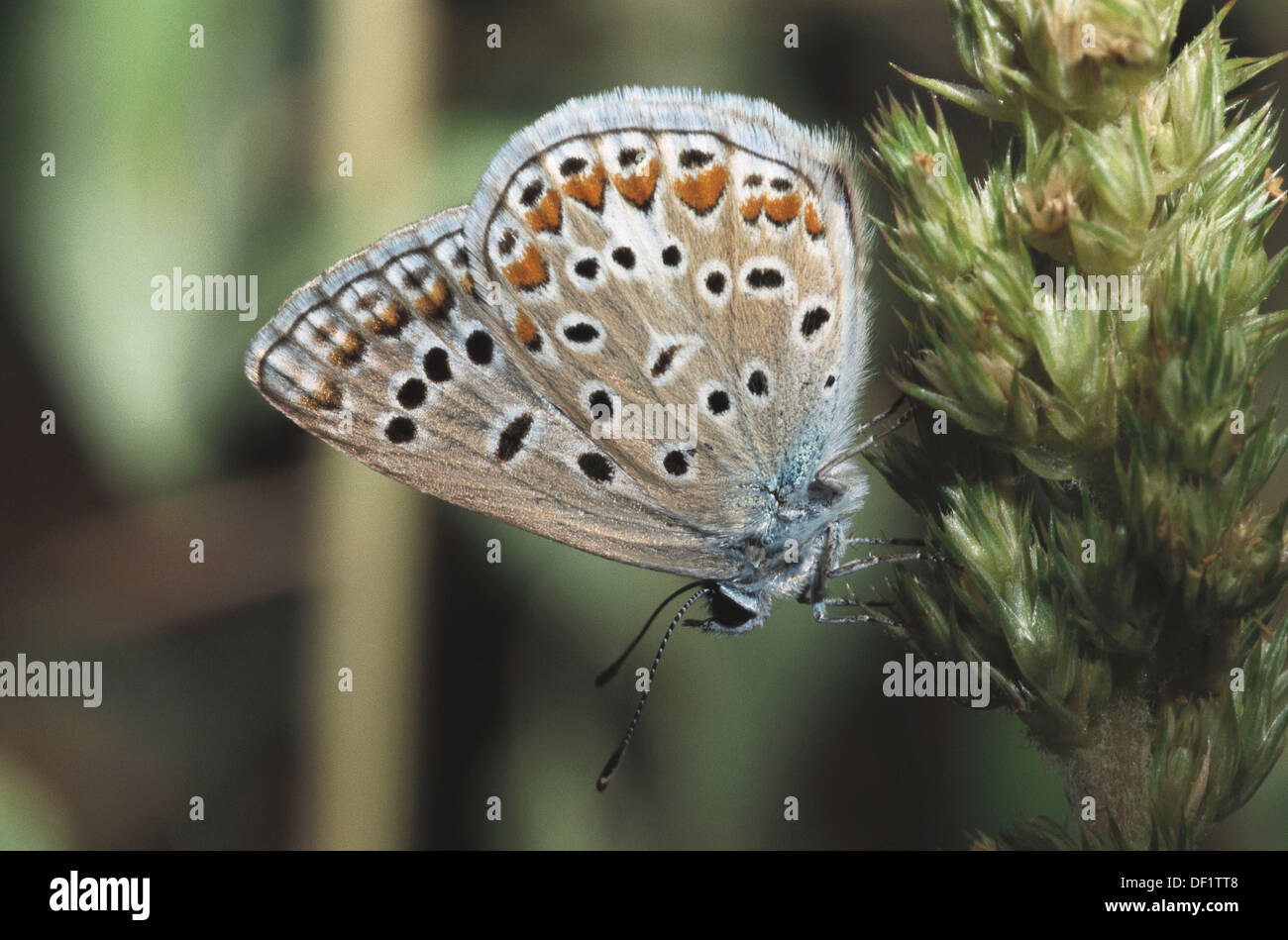 Adonis blue butterfly hi-res stock photography and images - Alamy