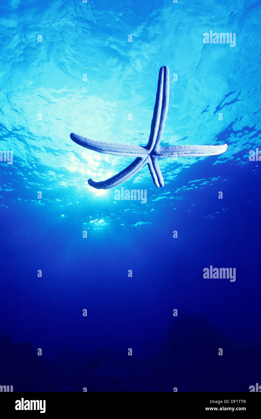 Linkia laevigata hi-res stock photography and images - Alamy