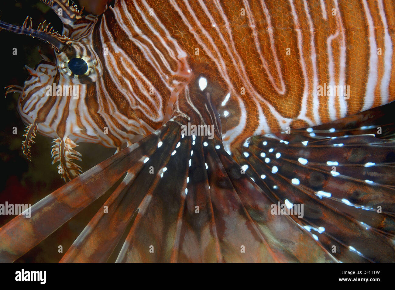 Pterois volitans poisonous spine stripe hi-res stock photography and ...