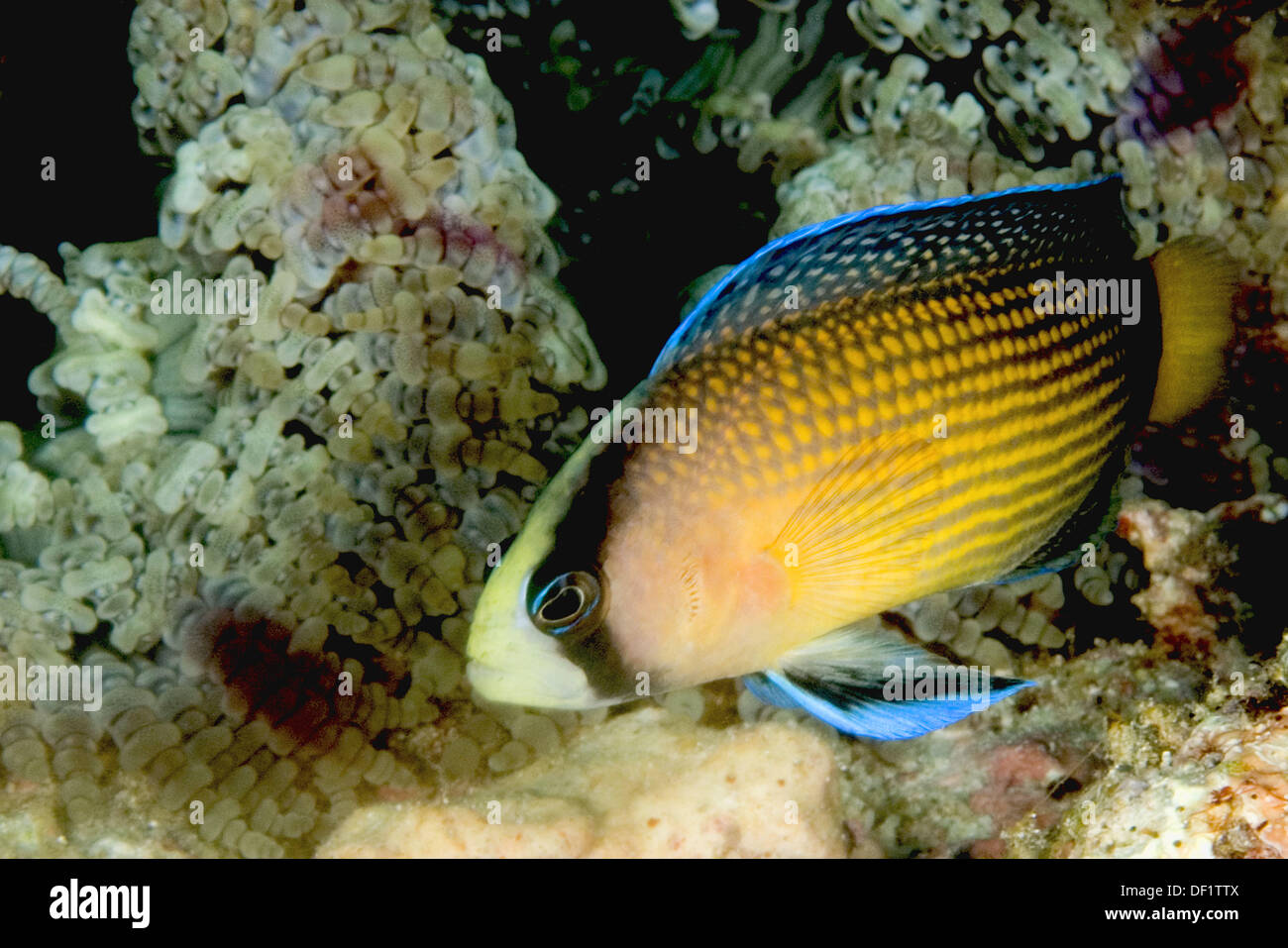 Splendid dottyback pseudochromis splendens hi-res stock photography and ...