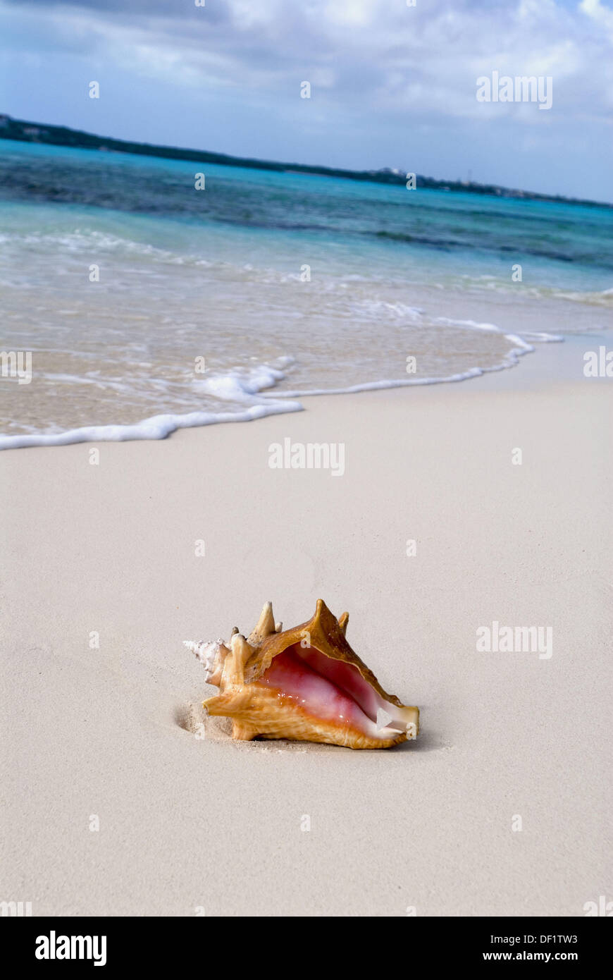 Queen Conch, Bahamas High Resolution Stock Photography and Images - Alamy