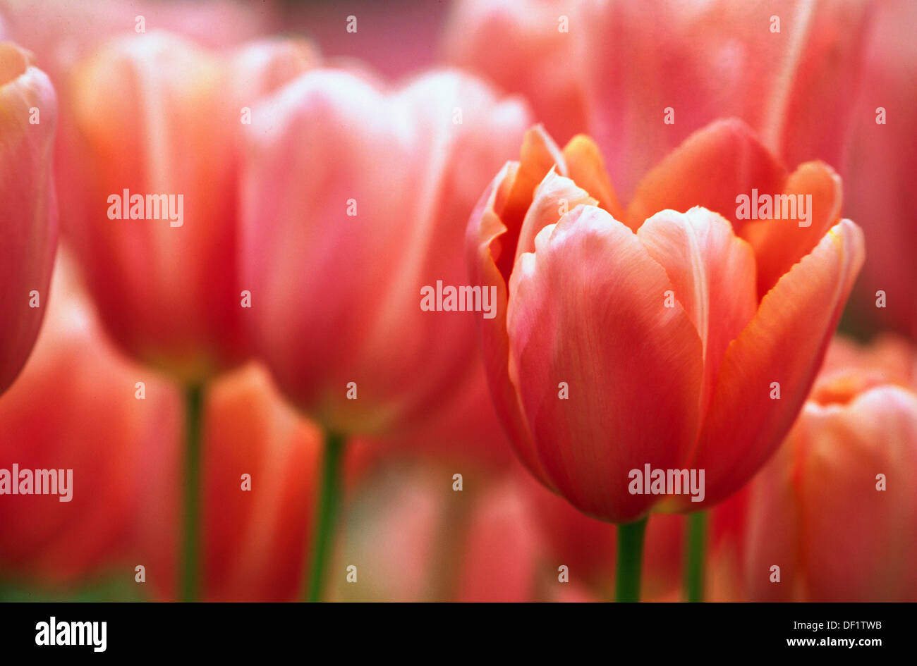 Tulip menton hi-res stock photography and images - Alamy
