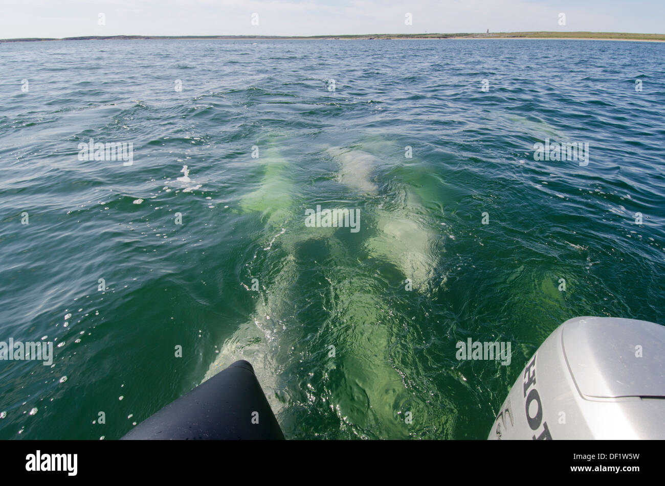 Canada, Manitoba, Churchill. Churchill River Estuary, wild beluga whale ...