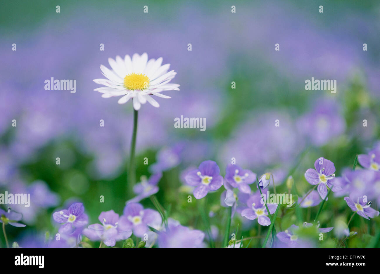 Veronica Sp High Resolution Stock Photography and Images - Alamy