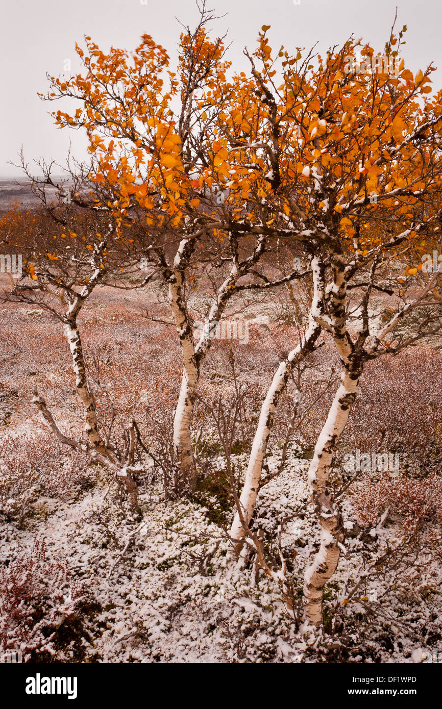 Snowscapes color hi-res stock photography and images - Alamy