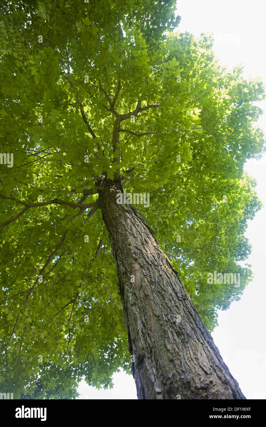 Worm eye view of tall tree hi-res stock photography and images - Alamy