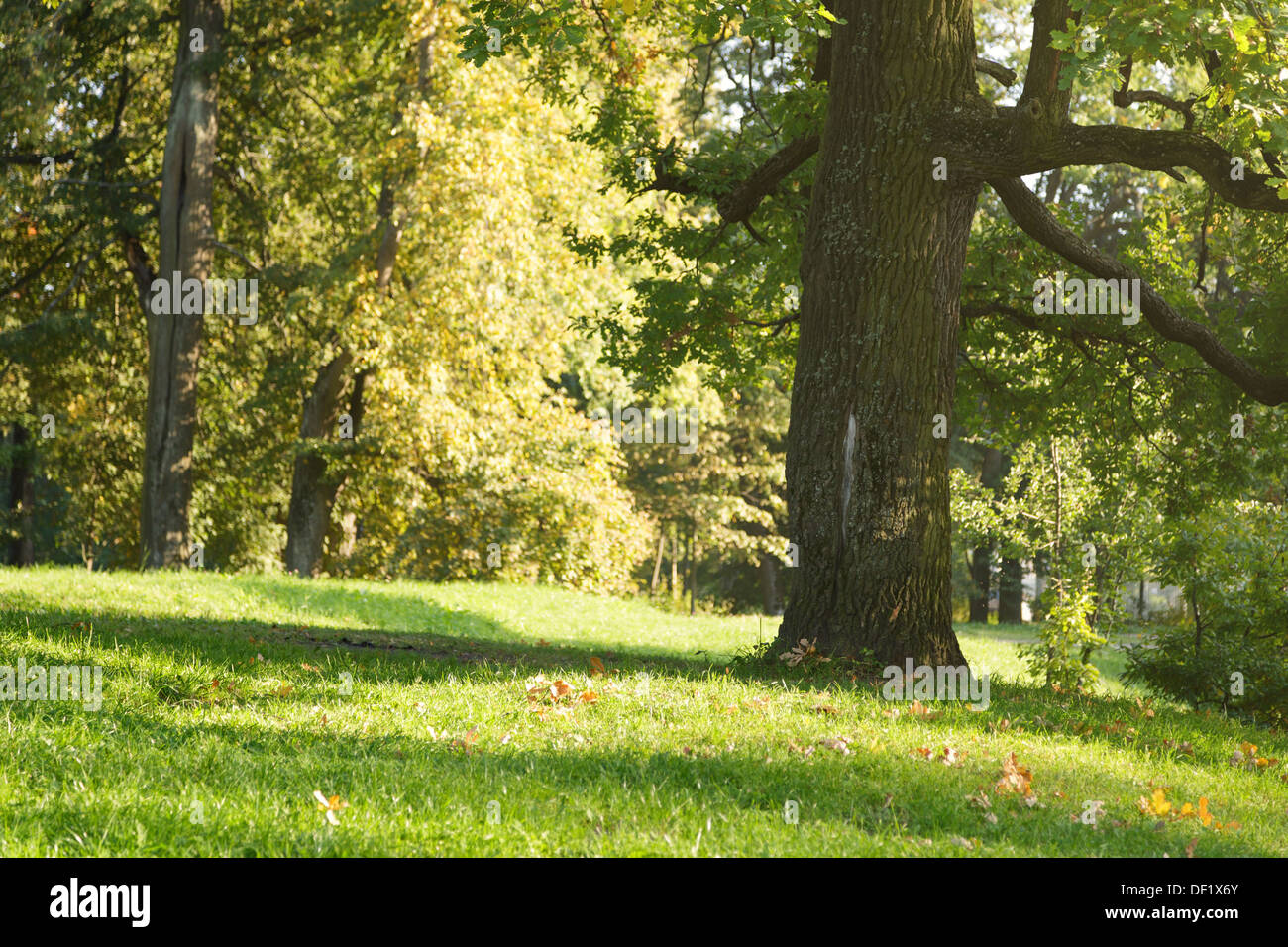 old oak tree in the park, horizontal Stock Photo - Alamy