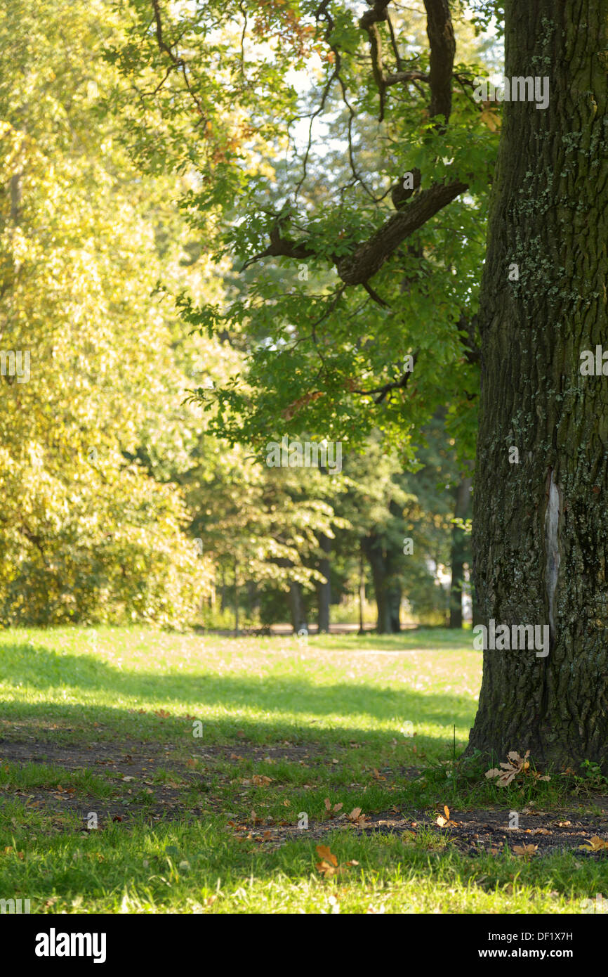 old oak tree in the park, vertical Stock Photo - Alamy