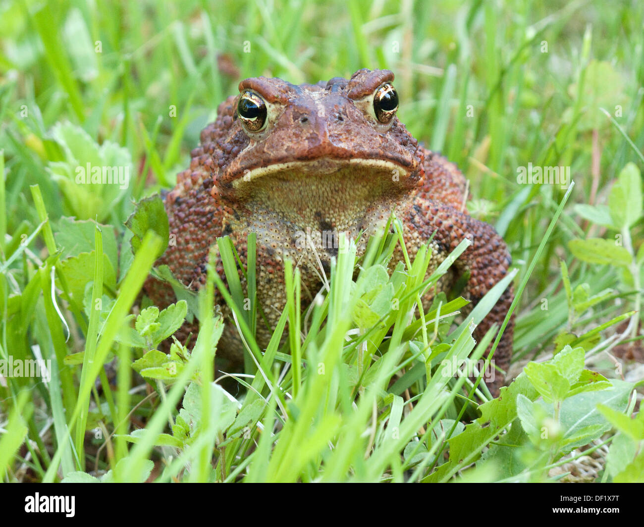 Toad Eater High Resolution Stock Photography and Images - Alamy